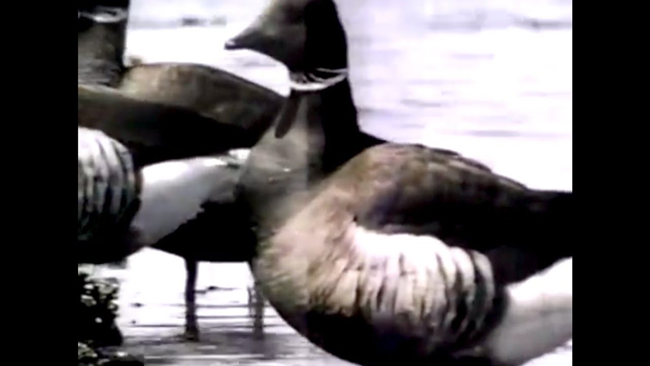 Spirit of the Sound with George Page (Wildlife Documentary) - YouTube