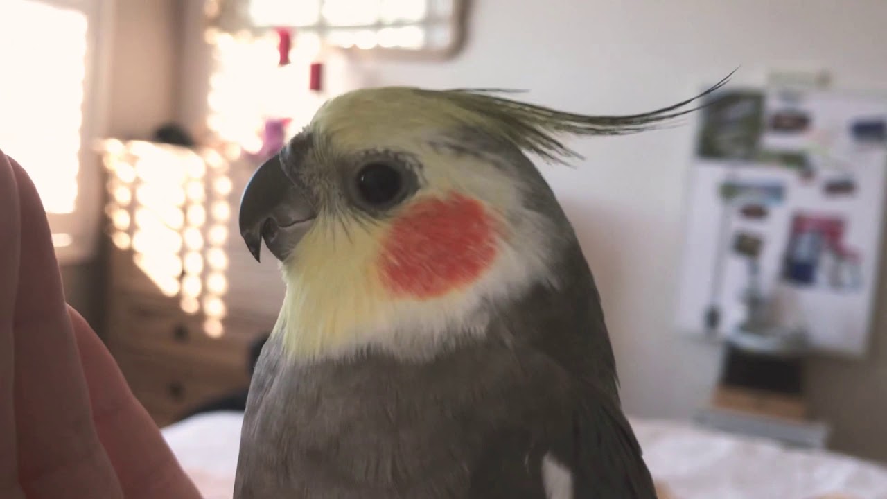 #Pecky being Gorgeous - YouTube