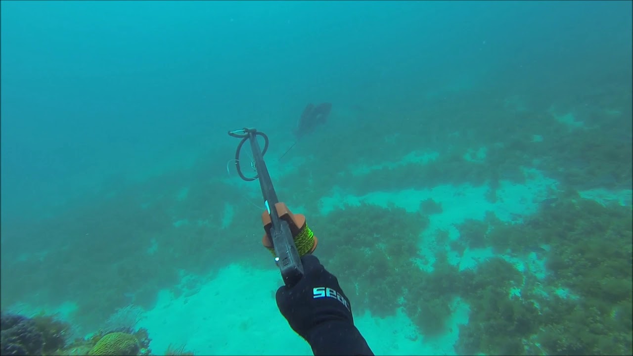 brad purple cod - YouTube