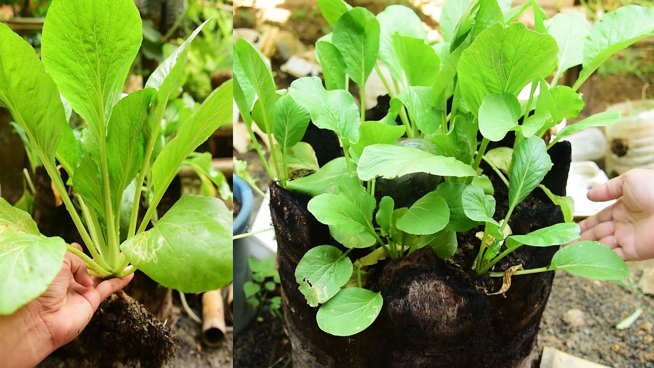 Home Gardening idea on growing choy sum in Palm Tree Wooden at home ...