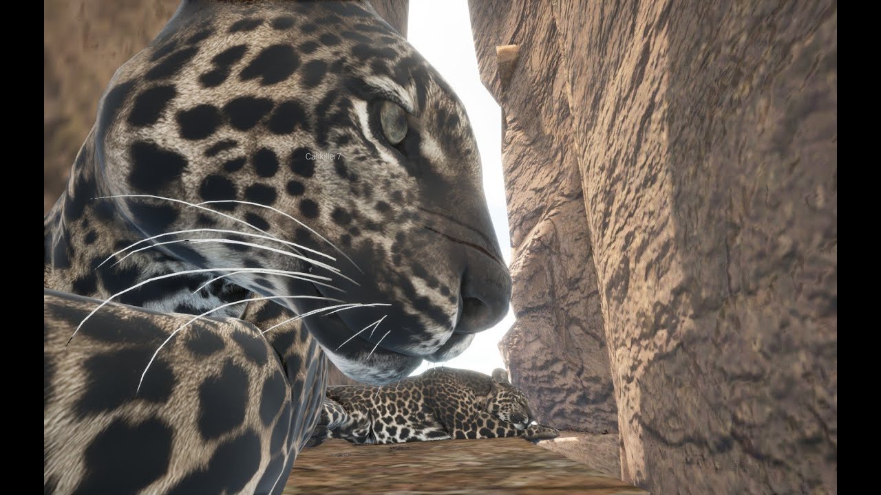 Animalia Survival : Life of A Leopard - YouTube