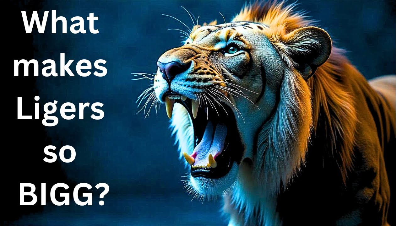 The ultimate big cat.. How cross breeding unlocked ligers true potential? - YouTube