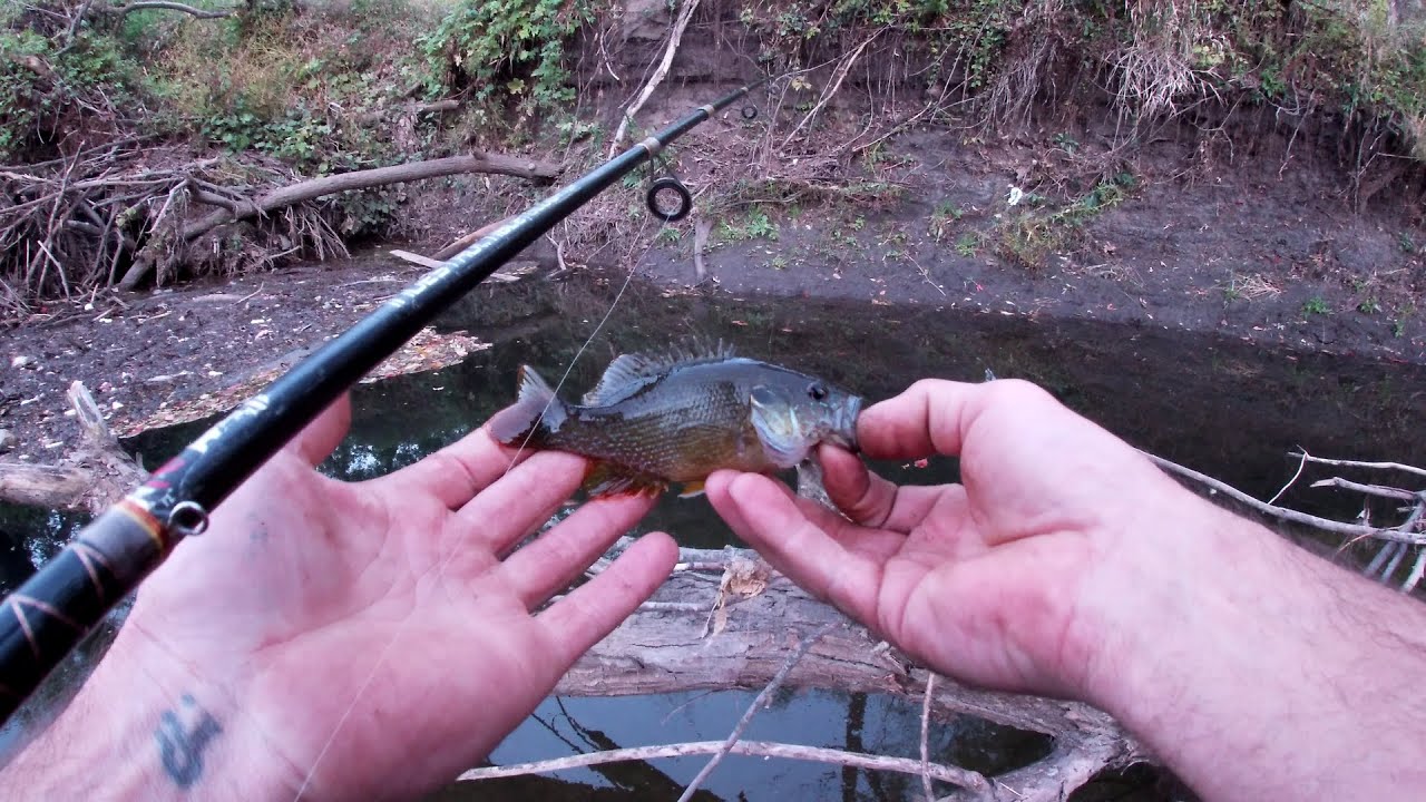 Beautiful bait fish! How to catch them. - YouTube