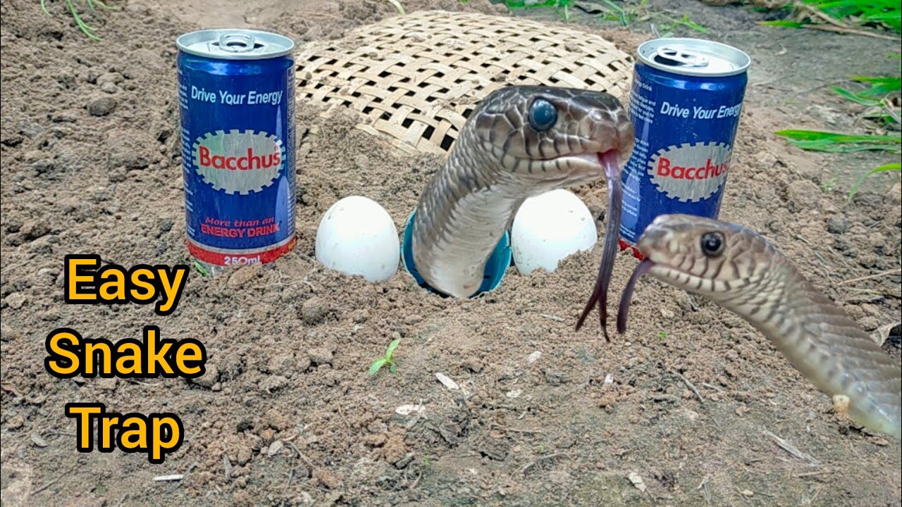DIY Understand Snake Trap Easy/Easy Video Snake Trap - YouTube