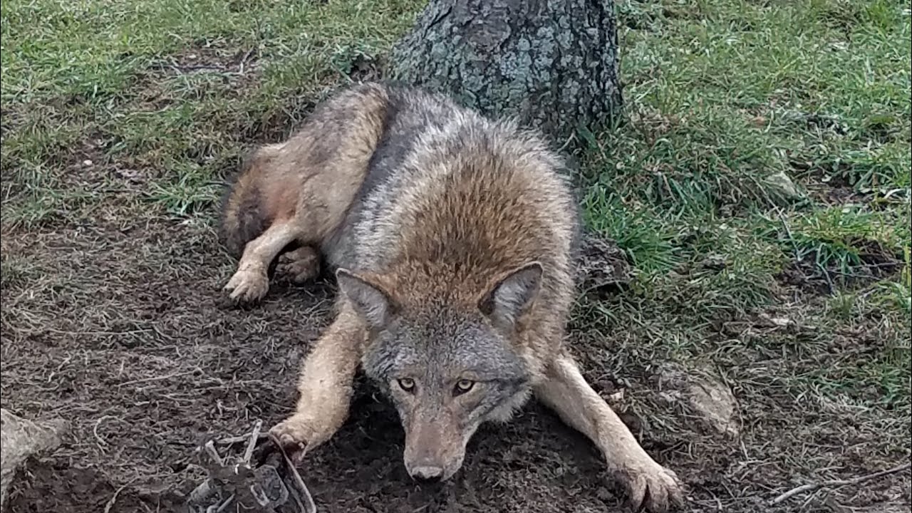 How to identify Coyote Locations for trapping K9s #Coyote #Trapping # ...