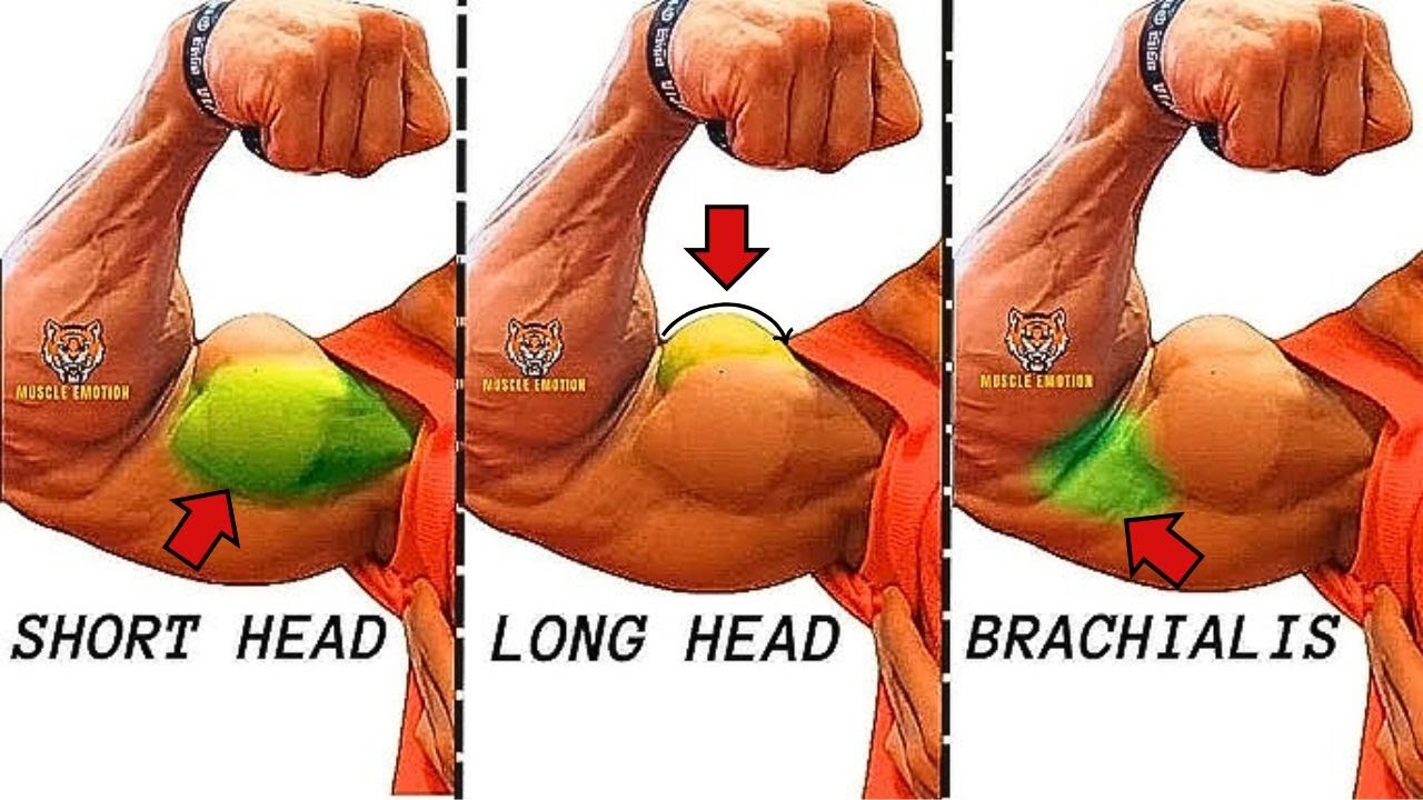 TOP 5 LONG HEAD BICEPS / SHORT HEAD BICEPS / BRACHIALIS BICEPS ...
