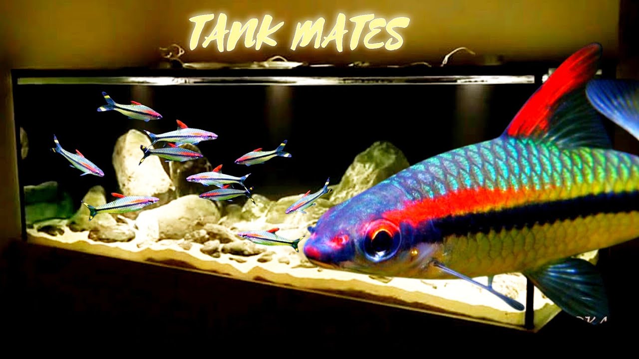 Best Tank Mates For Denison Barb Roseline Shark Youtube 5926