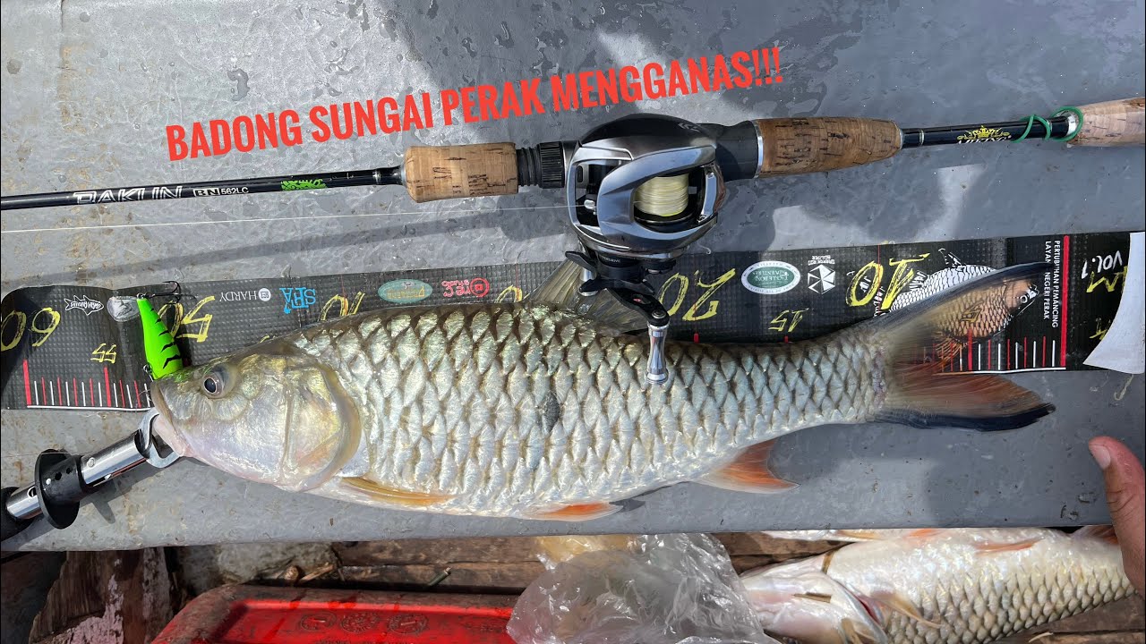 Trip badong sungai perak// highlights // daiwa zillion sv tw //sebarau ...