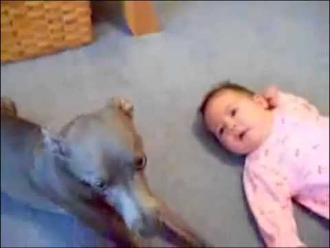 Dog and Baby Crying Autotuned - YouTube