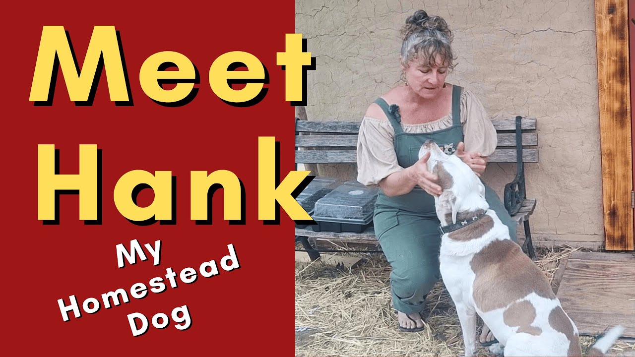 Meet Hank: My Senior Homestead Dog (and Tips on Finding a Best Friend ...