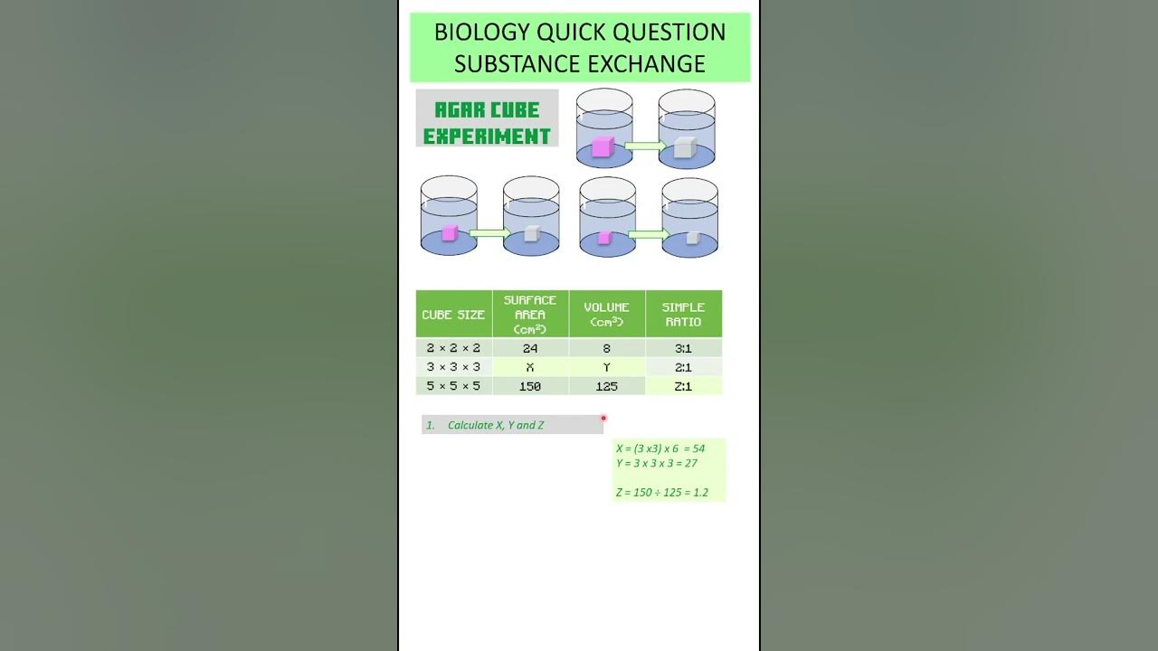 Quick Question - Biology - Agar Jelly Diffusion Experiment | GCSE Science Revision - YouTube
