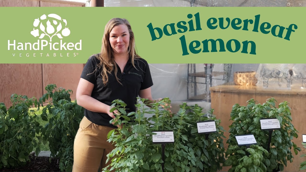 NEW Everleaf Lemon Basil: The Must-Have Herb for Home and Commercial ...