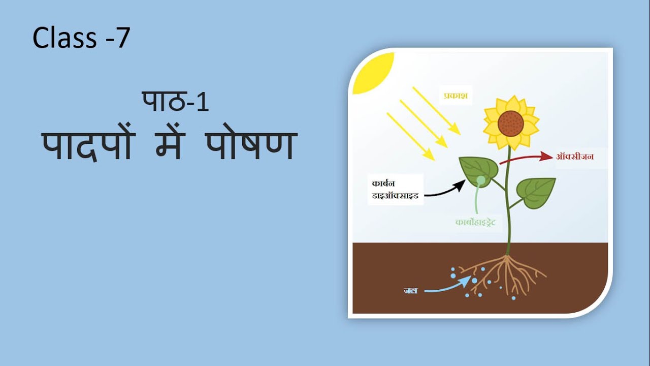 Class 7 Science Hindi Medium पादपों में पोषण(Part-1)NCERT - YouTube