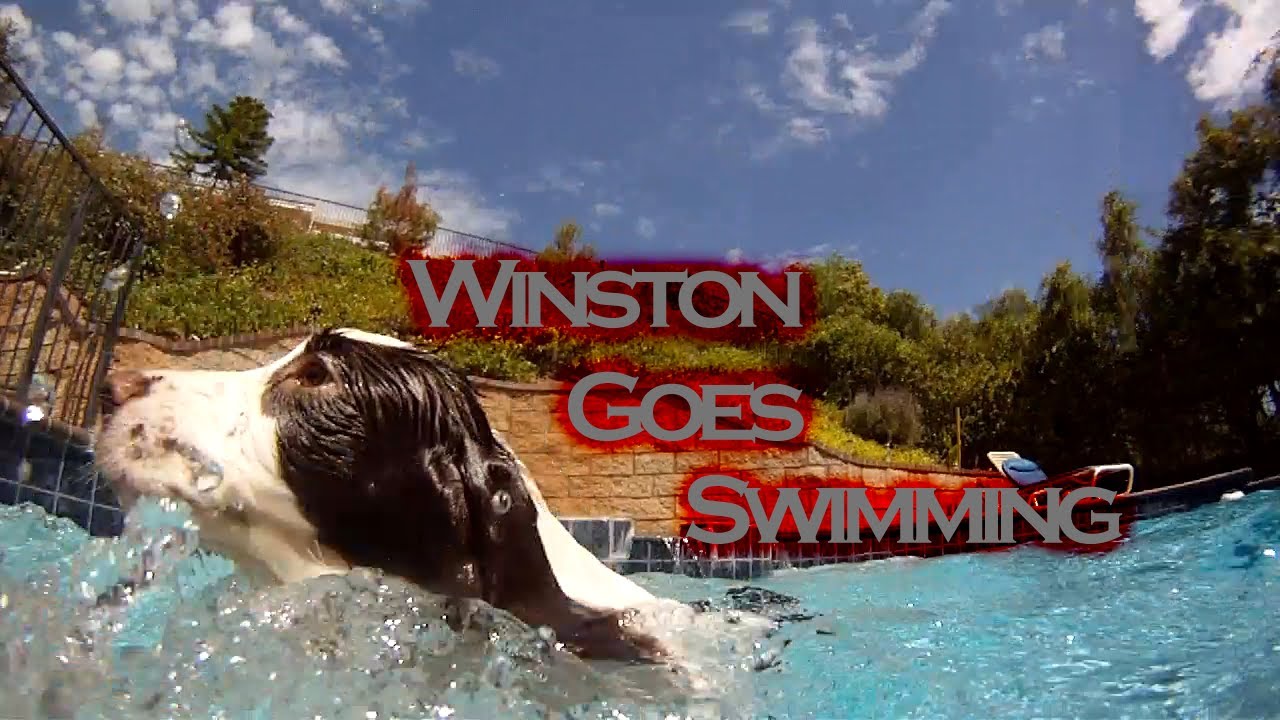 English Springer Spaniel Swimming - Winston The Dog Goes Swimming In ...