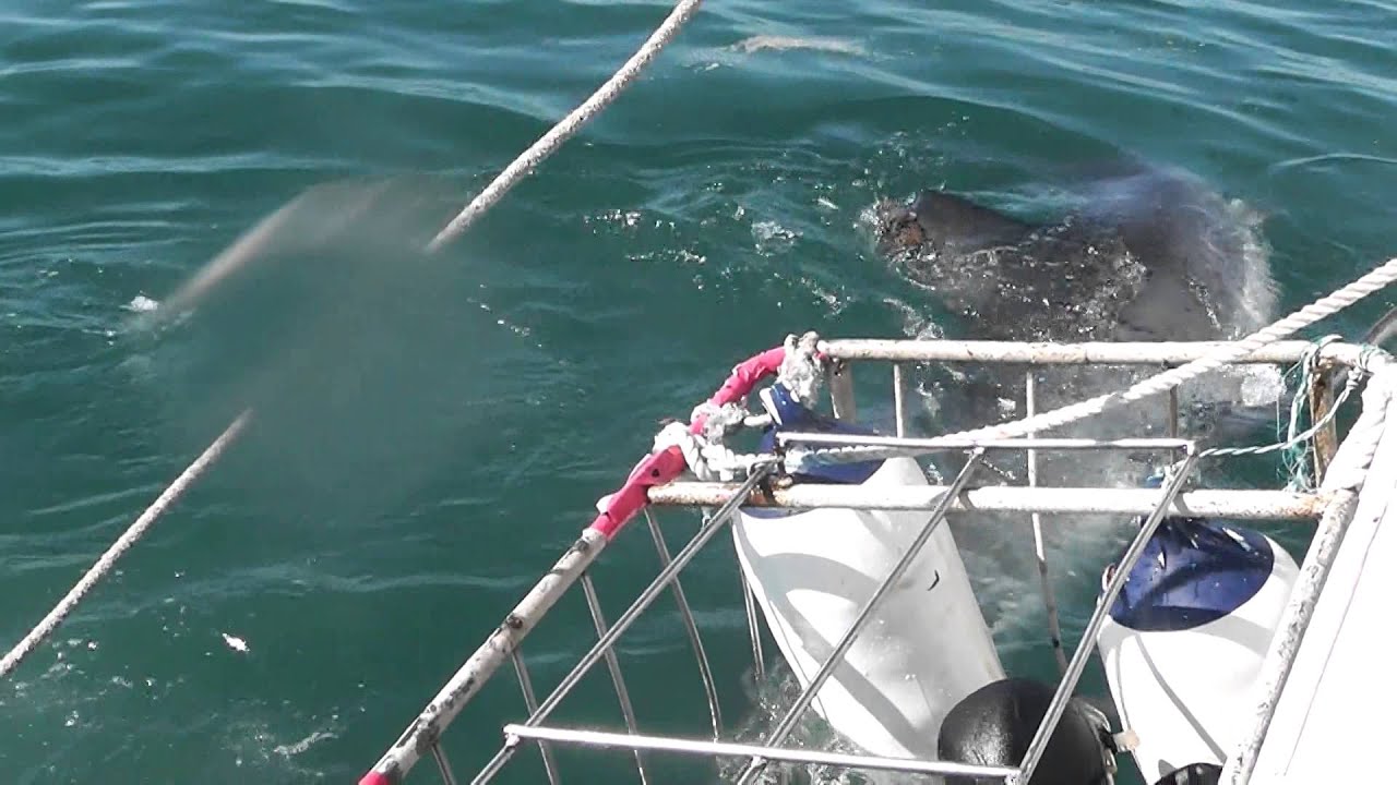 White Shark Diving in Mossel Bay April 2014 - YouTube