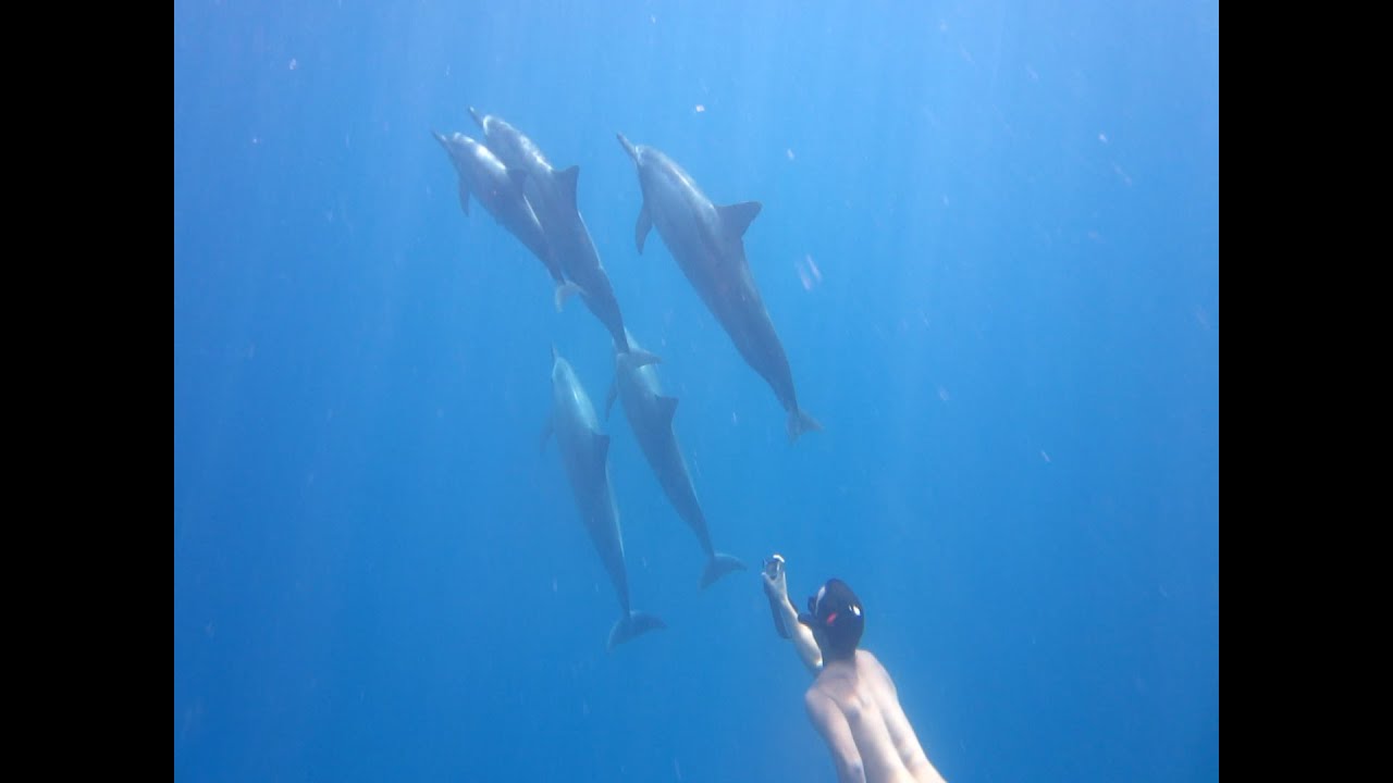Native Ocean Tours - Snorkeling & Swimming With Dolphins, Big Island ...