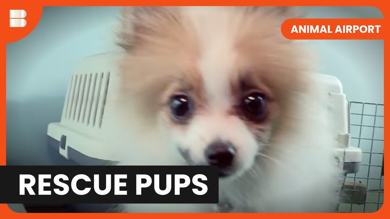 Rescue Puppies Arrive at The Ark - Animal Airport - Animal Documentary ...