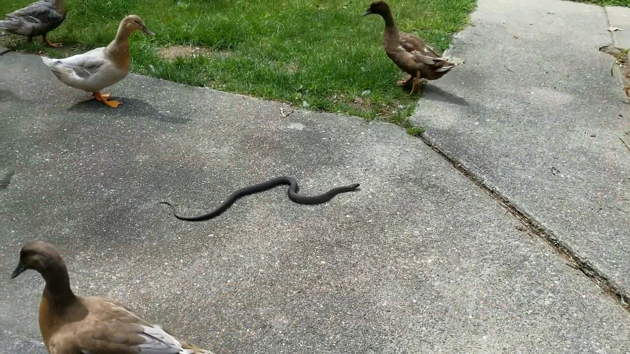 A snake in Duck City! - YouTube
