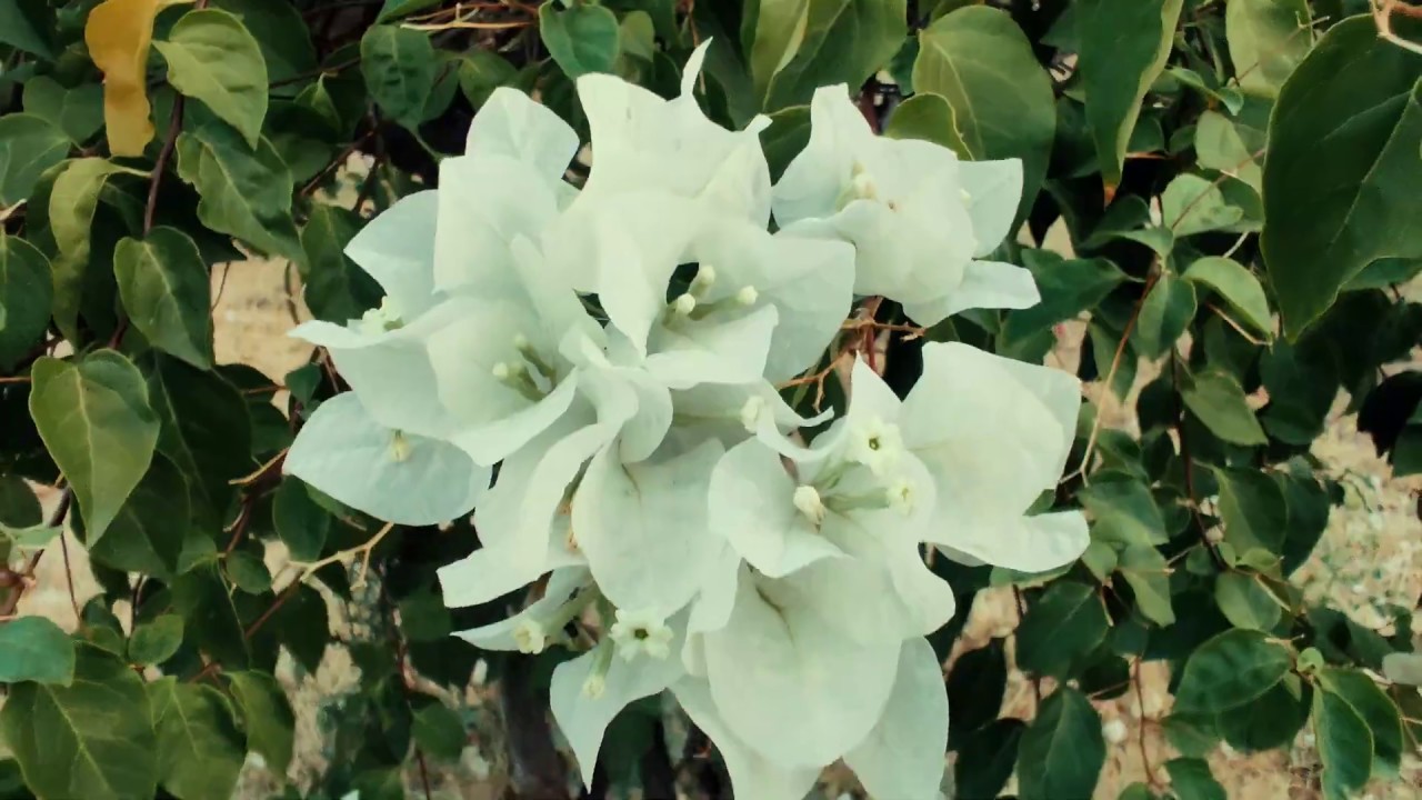 Chinar Park Bhopal morning view - YouTube