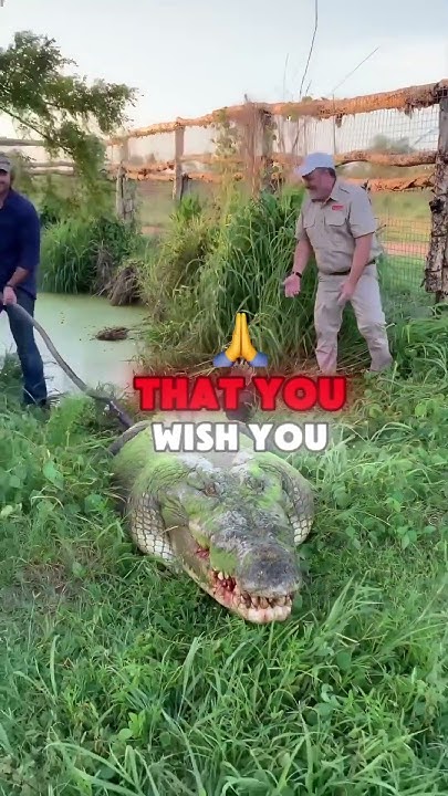 CLOSE ENCOUNTERS WITH ALLIGATOR☠️🐊 - YouTube
