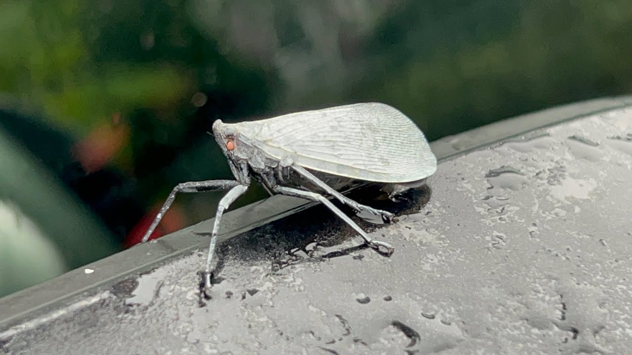 Albino Lantern Fly THEY’RE MUTATING!! - YouTube