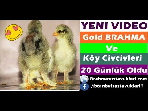 Gold Brahma ve Köy Civcivleri 20 Günlük Oldu :) MAŞALLAH.