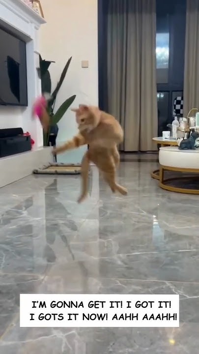 Funny Cats Cat Compilation #shorts - YouTube