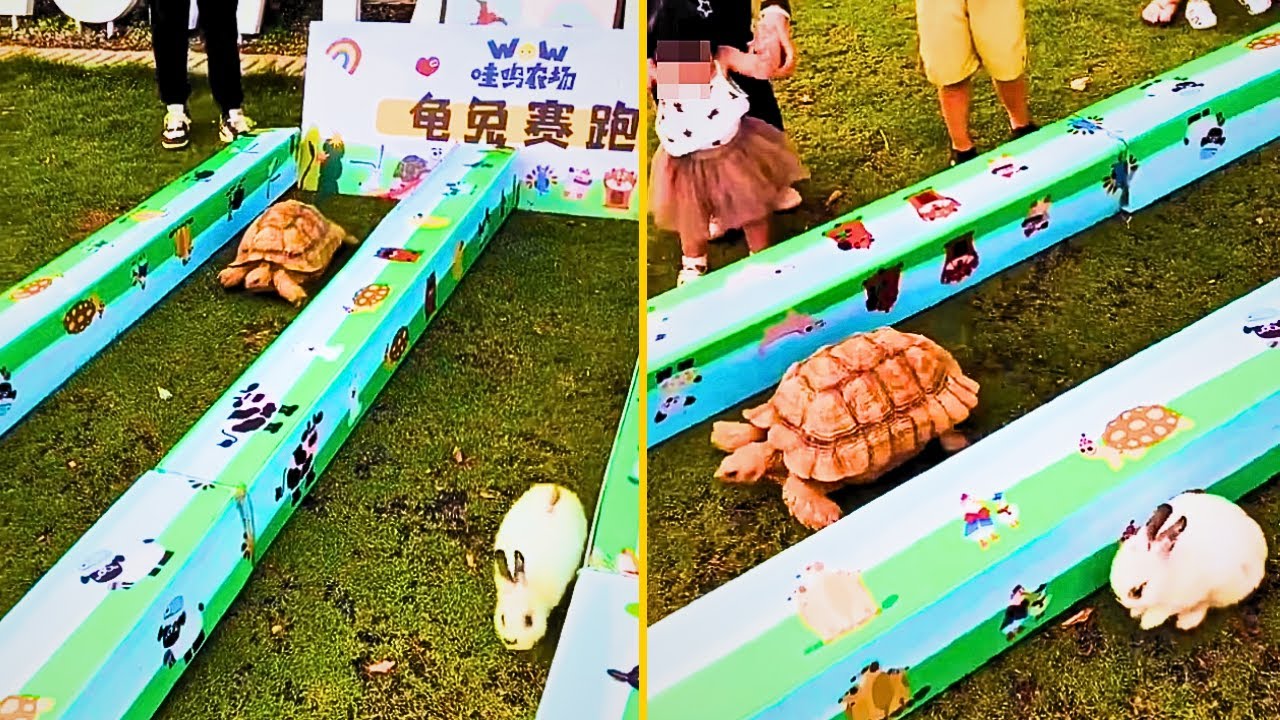 Slow and Steady Wins the Race? We Put Aesop's Fable to the Test - YouTube