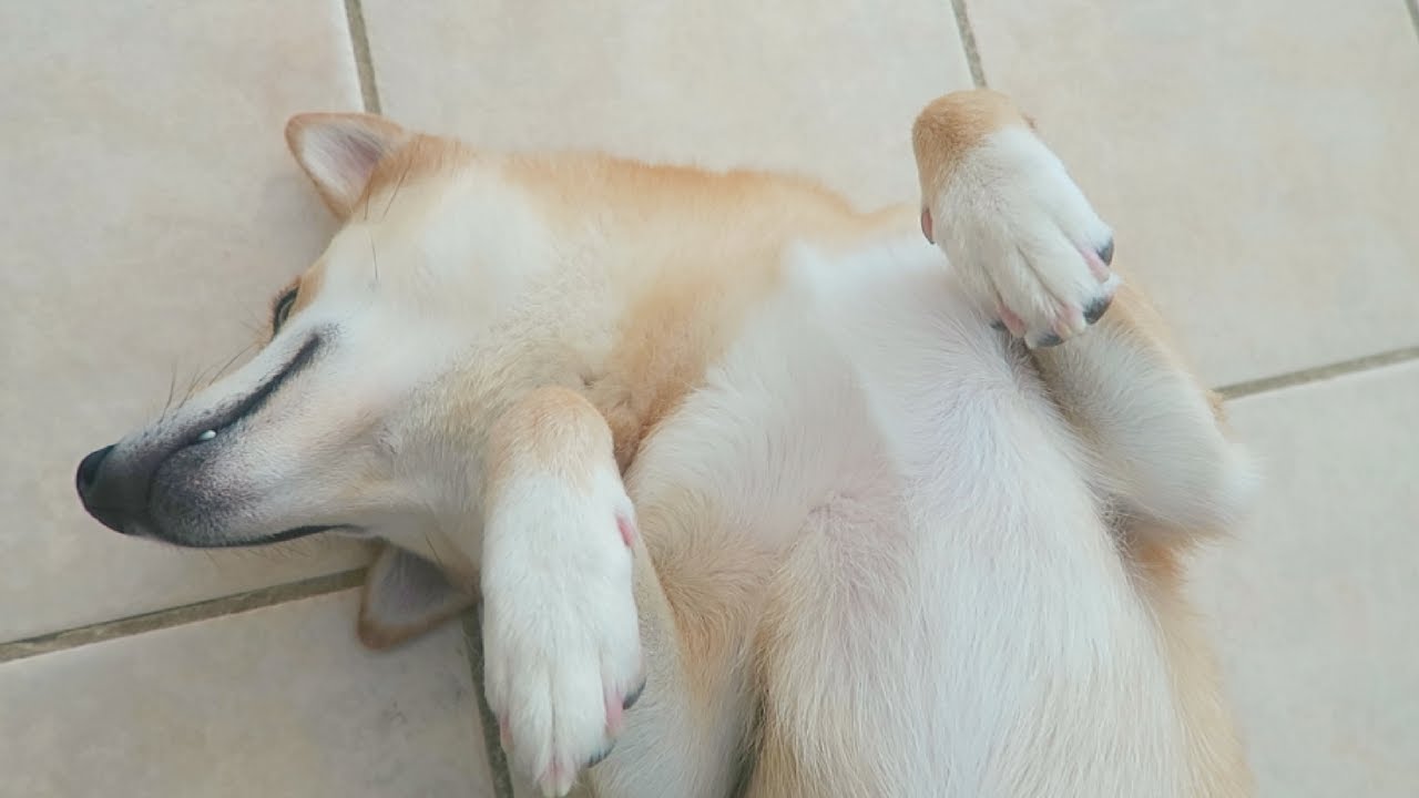 FUNNY Sleeping Shiba Doge - YouTube