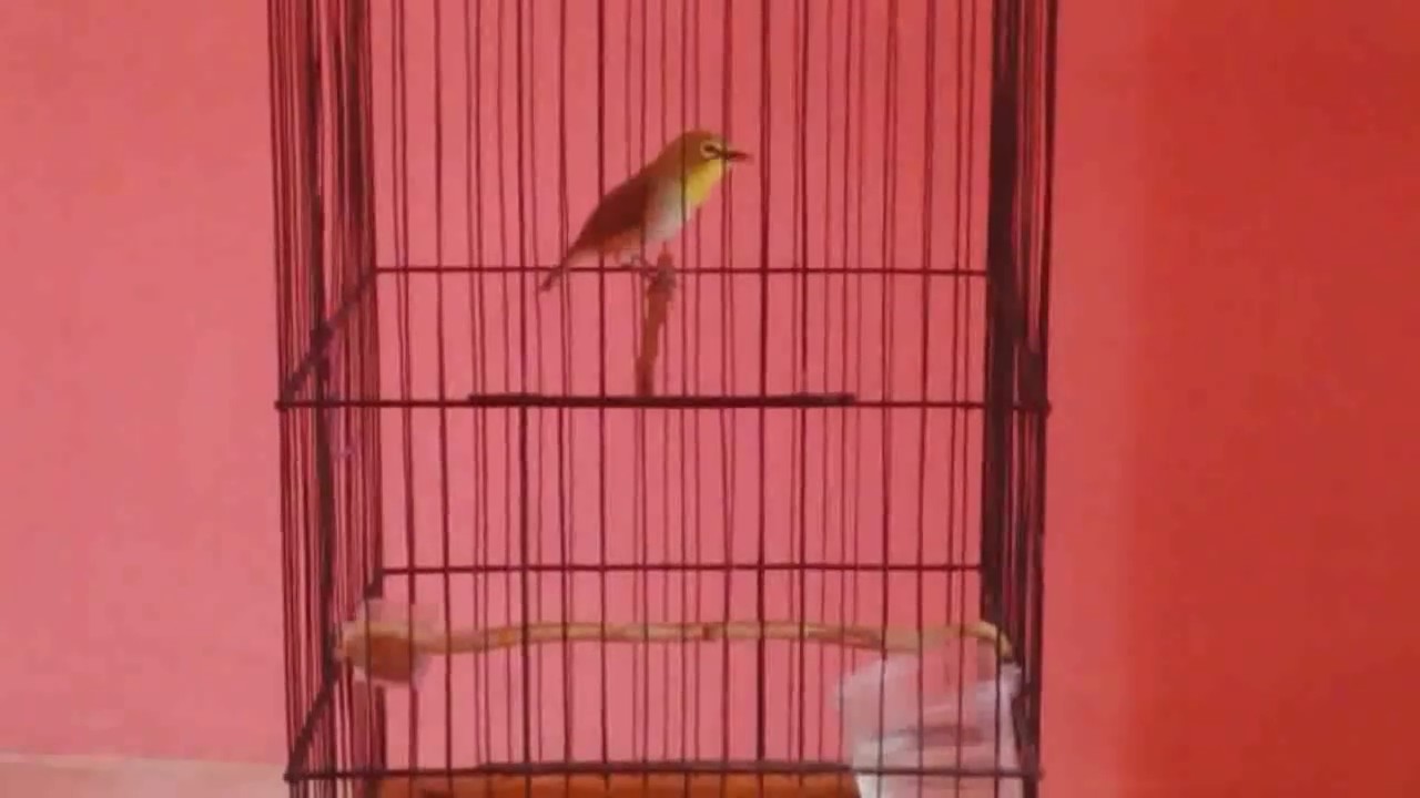 Pleci Monty ngalas ngeroll (zosterops montanus) - YouTube