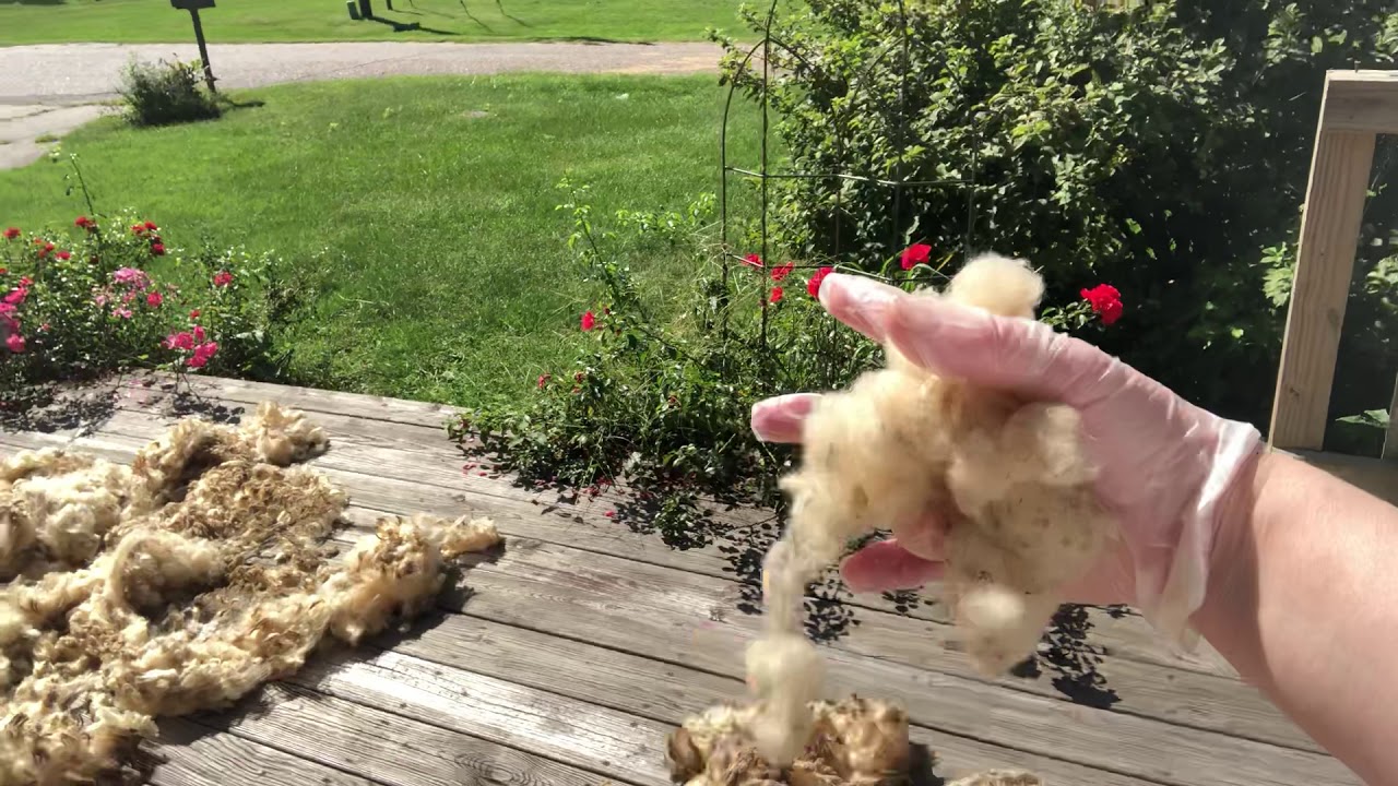 Skirting and sorting fleece prior to washing: part 1 Rambouillet and ...