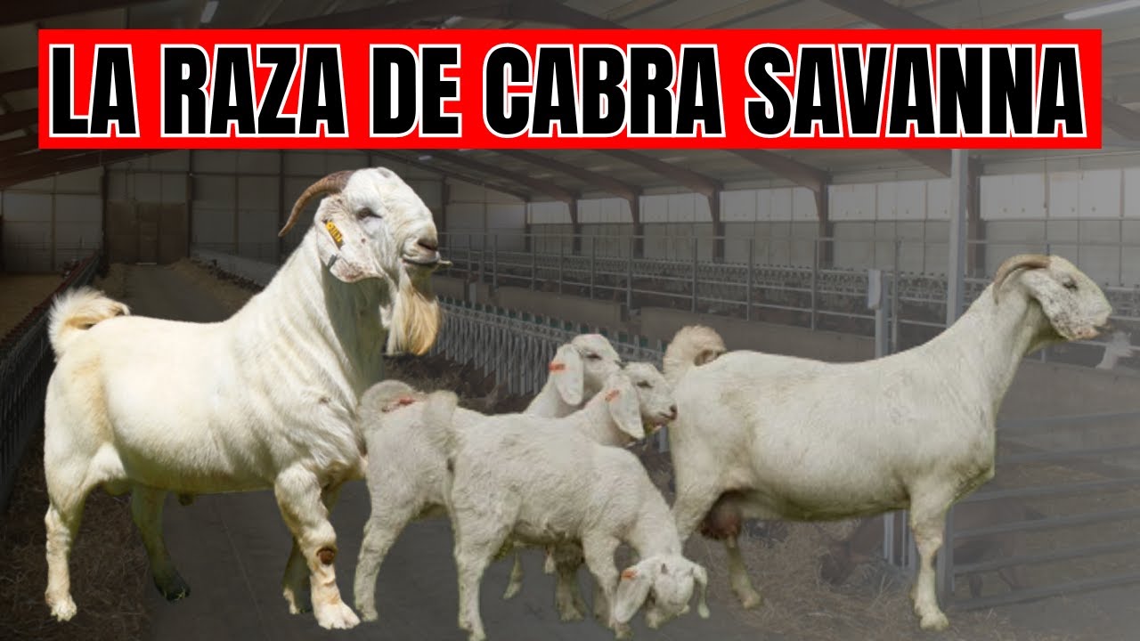 La raza de cabra savannah y sus características - YouTube