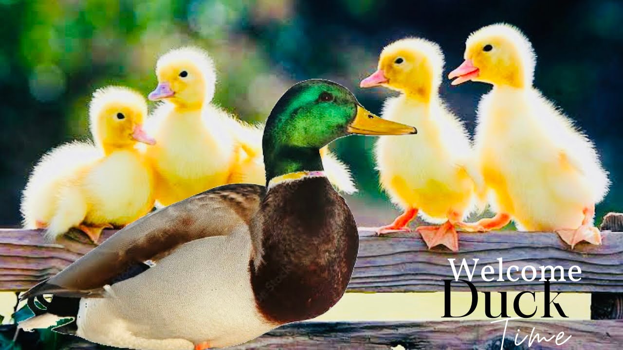 Little Ducks | Baby Ducks | Funniest Ducklings | Countryside life - YouTube
