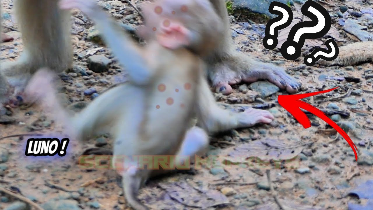Adorably Cute! Little Baby Monkey Luno Politely Requests Milk from ...