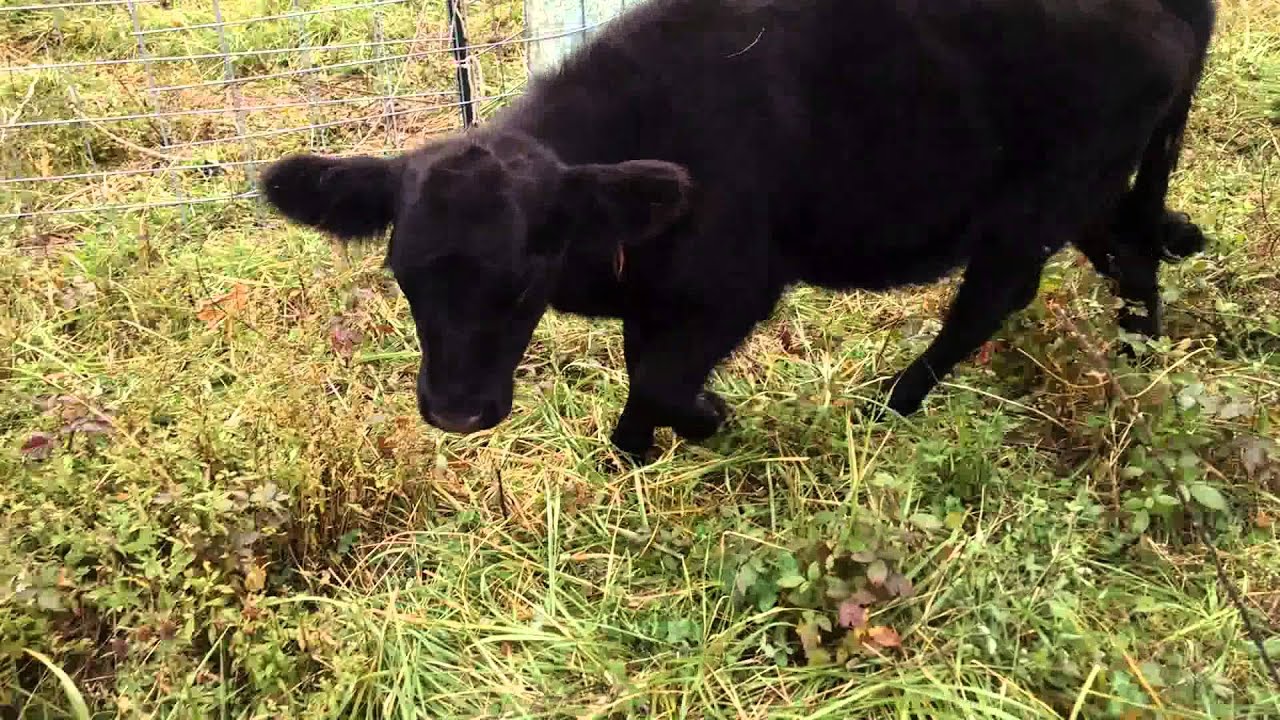 Eight month old calf - YouTube
