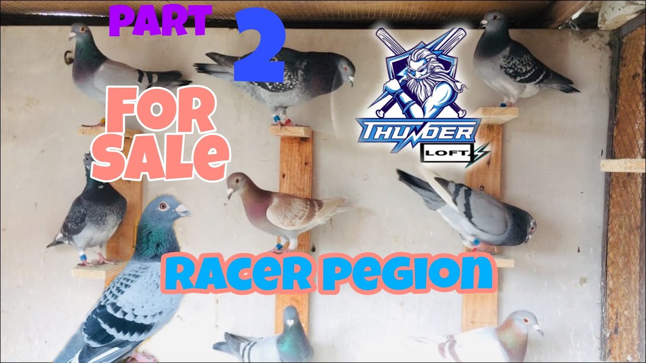 Racer pegion For Sale | Racing pegion 2022 | Top performance Racing ...