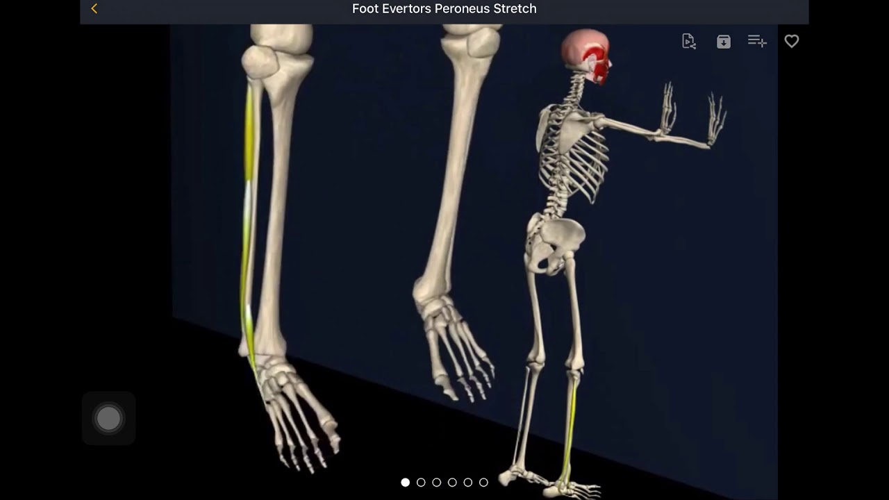 Foot Evertors - YouTube