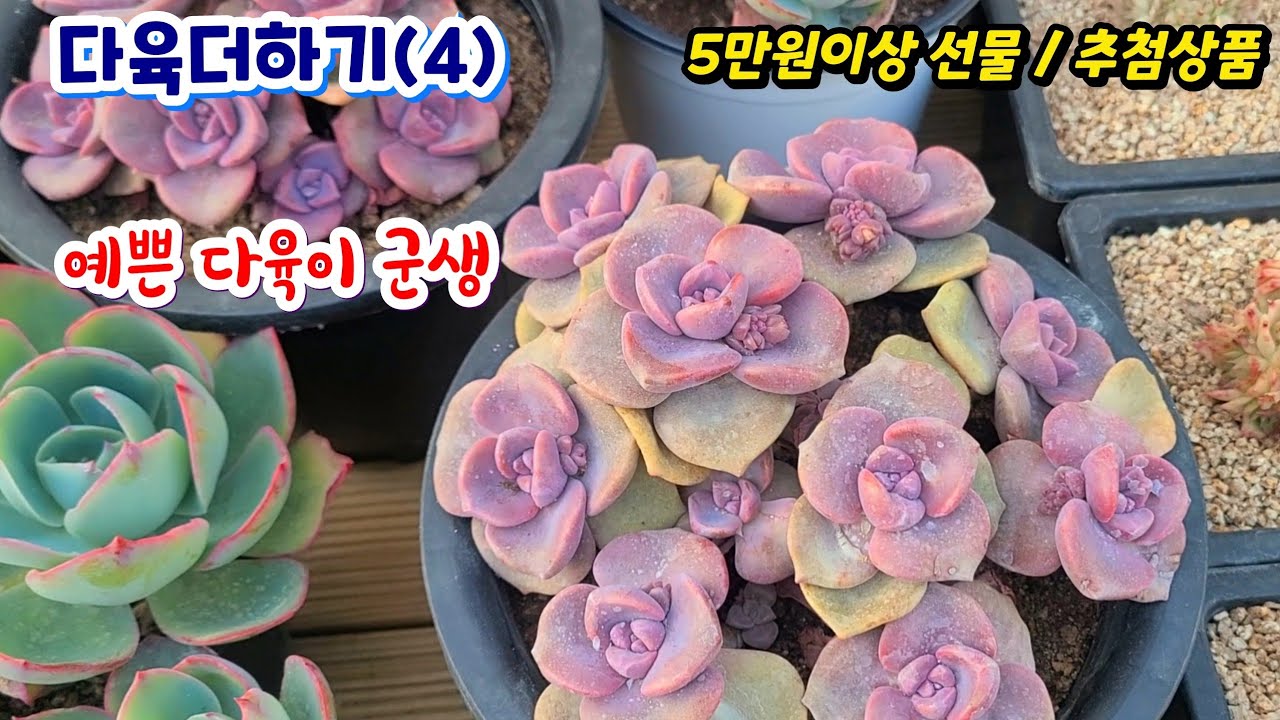 다육더하기4 예쁜 군생 다육이 수연 짚시 플로리디티 온슬로우 연봉금 너무 착한가격 Youtube