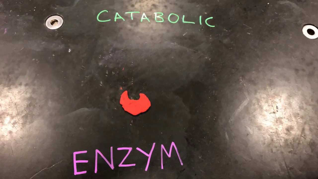 Enzyme Catalyzed Reactions: Catabolic Reaction - YouTube