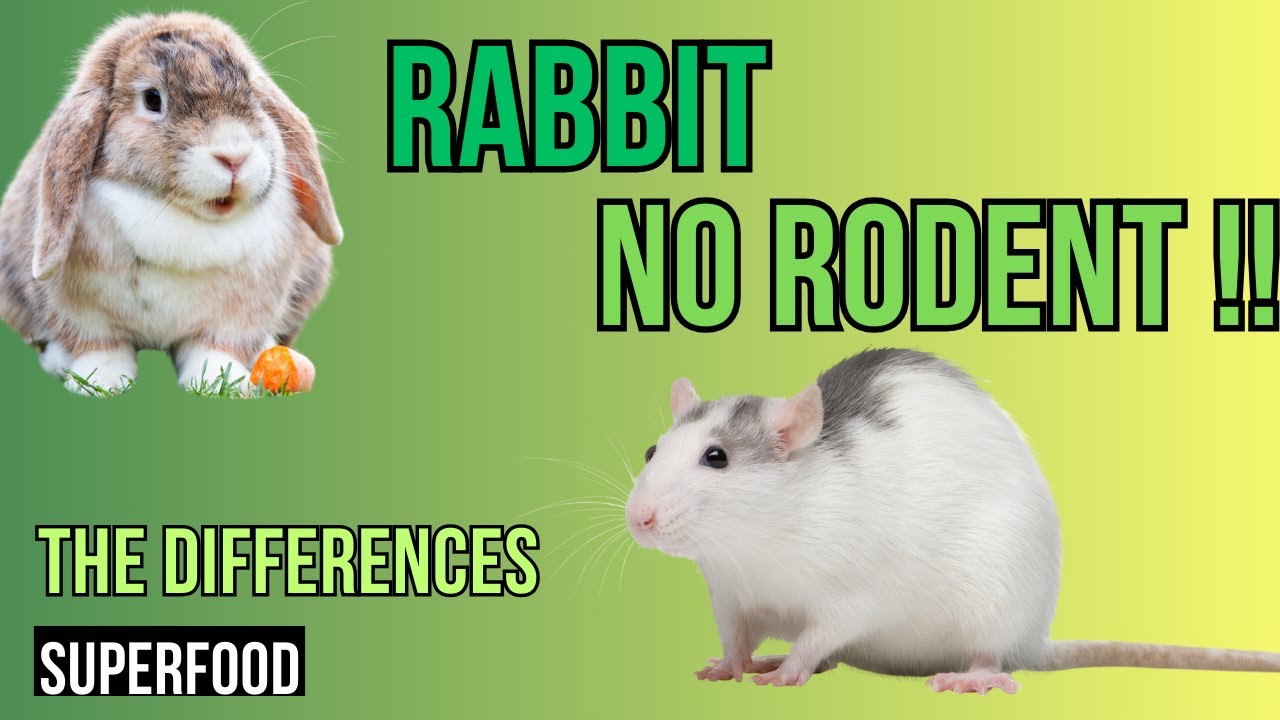 Rabbits vs Rodents - A Rabbit is NO Rodent!!! - YouTube
