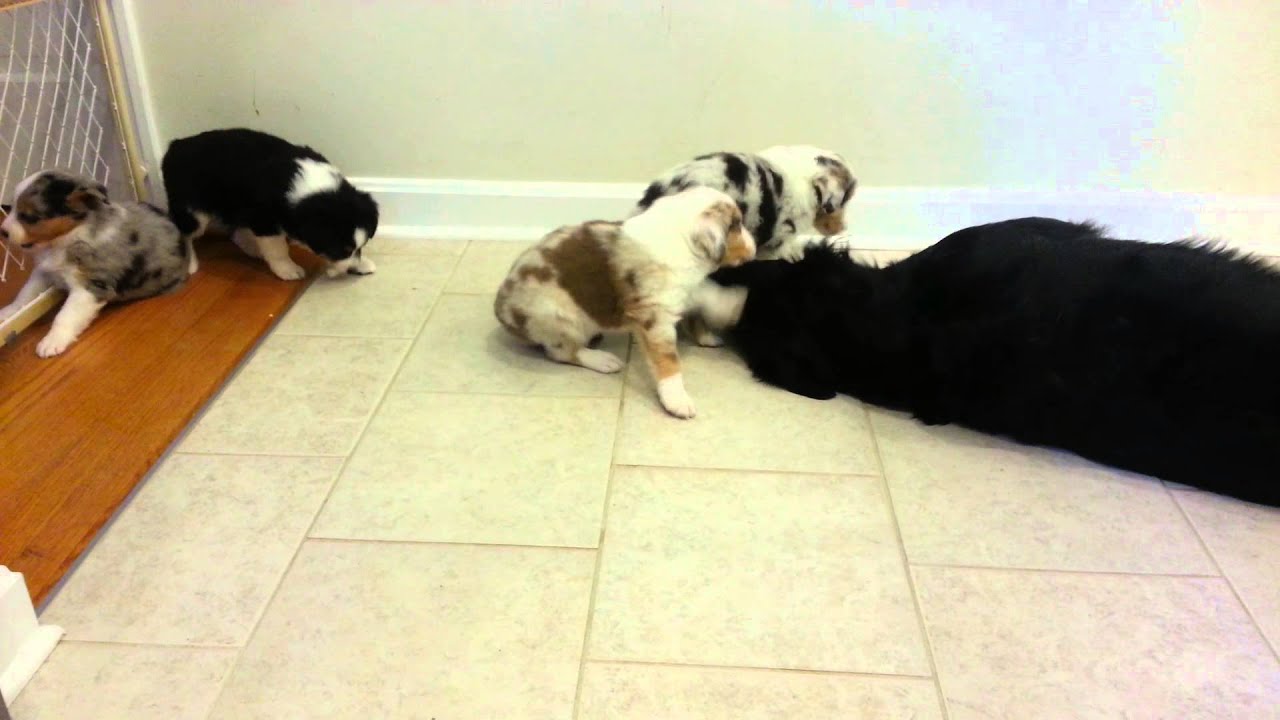 6 week old Aussie pups socializing with their Aunt - YouTube