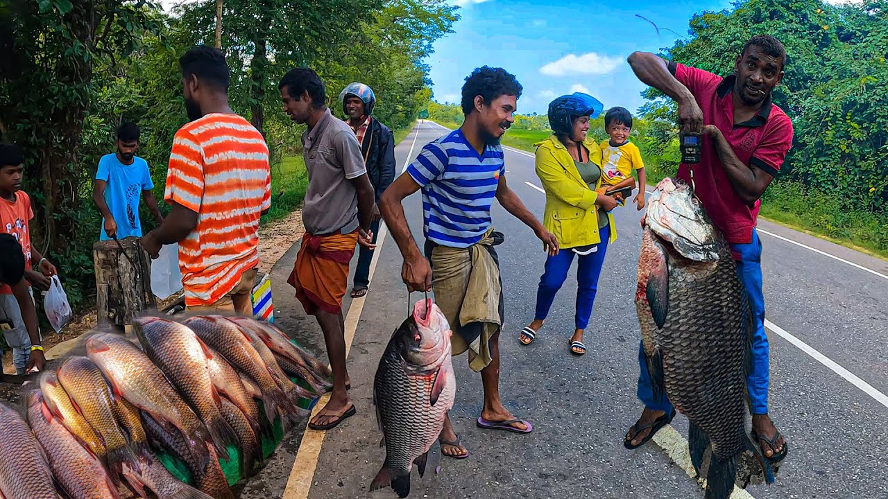 Special! Rain Day Beautiful Village Fish Market Excellent Show Skills ...