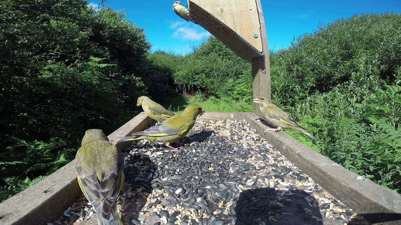 Kenfig Bird Table Cam - YouTube