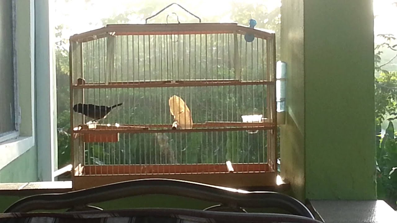 Trinidad bullfinch prince - YouTube