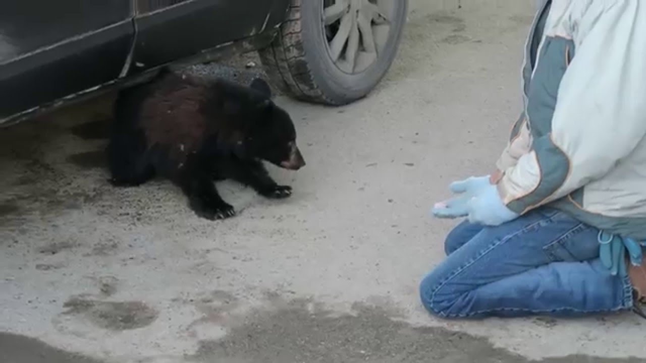A Bear Stuck Under my Car - YouTube