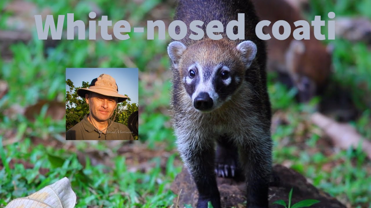 Meet a large family of white-nosed coati in the rainforest of Panama ...