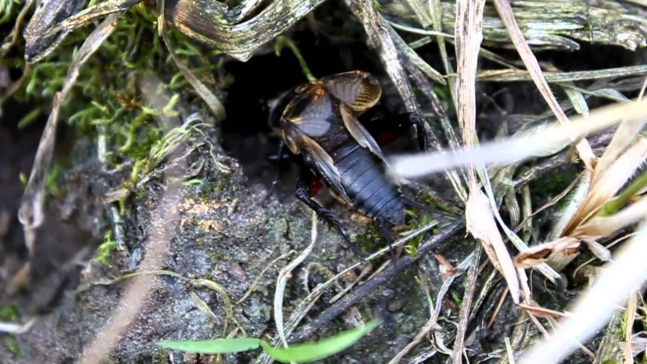 Feldgrille (Gryllus campestris) calling song - YouTube