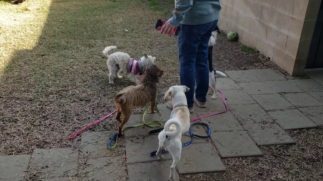 Video of adoptable pet named Ajax - YouTube