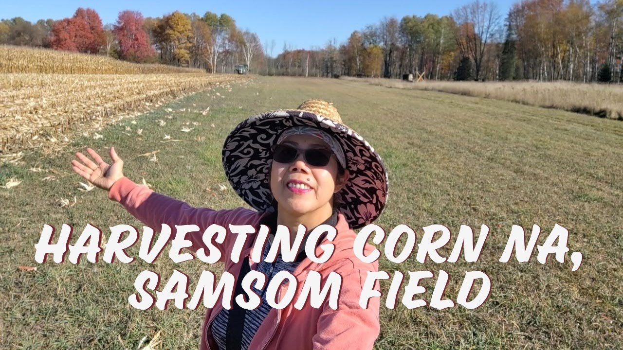 HARVESTING CORN NA, PART 1 SAMSON FIELD - YouTube