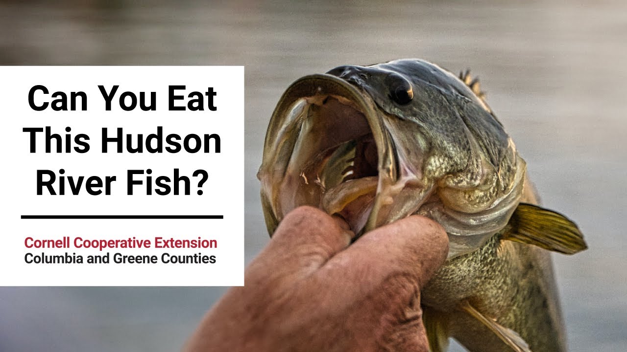 How to Know If You Can Eat Your Hudson River Catch. - YouTube